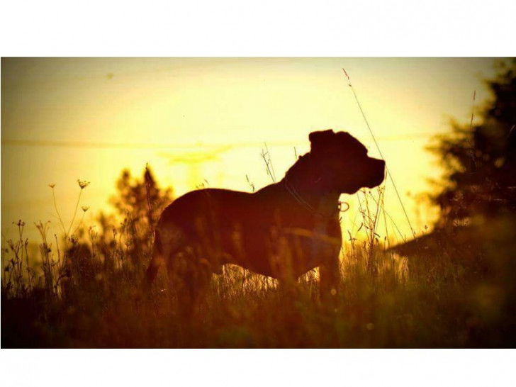 Des Vagabonds - Élevage d'American Staffordshire Terrier à Montech