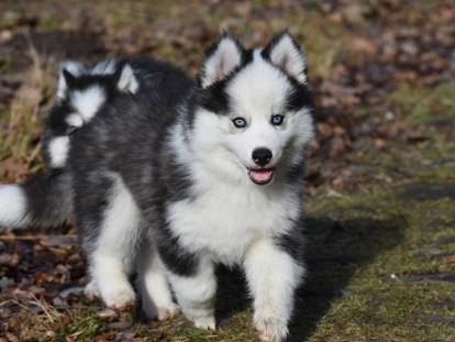 Pomsky : caractère & éducation, santé & entretien, prix...