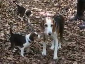 Brachet Allemand : caractère & éducation, santé & entretien, prix...