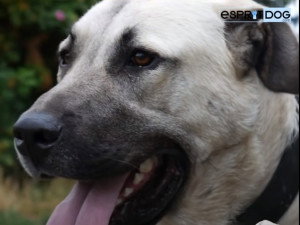 Kangal : caractère et éducation, santé et entretien, prix...