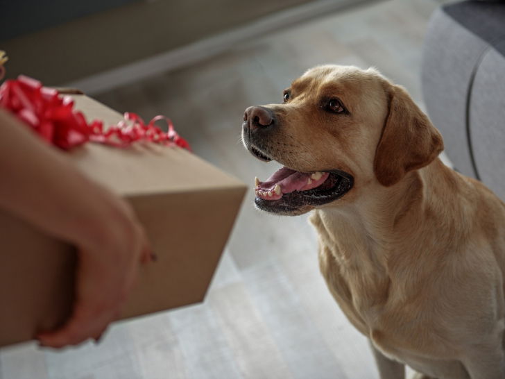 Montrer À Son Chien Qui Est Le Maître Et L’intégrer Dans La Famille – FSQRD