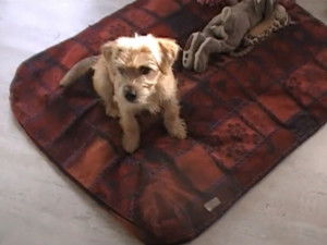 Smous des Pays-Bas : caractère et éducation, santé et entretien, prix...