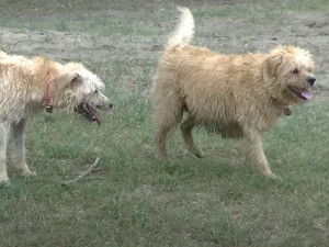 Smous des Pays-Bas : caractère et éducation, santé et entretien, prix...