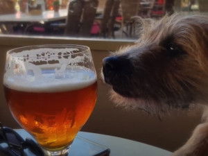 Smous des Pays-Bas : caractère et éducation, santé et entretien, prix...