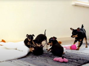 Ratier de Prague : caractère et éducation, santé et entretien, prix...