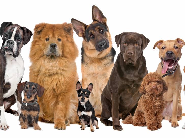 Un Chien Est il Naturellement Gentil Ou M chant Un Chien Est il Naturellement Gentil Ou M chant