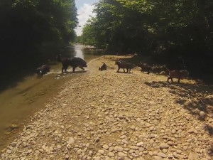Labernois : caractère & éducation, santé & entretien, prix...