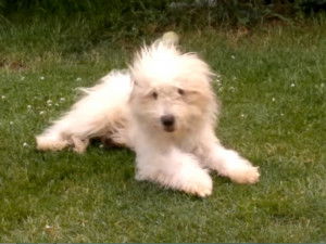 Élevage de Berger des Pyrénées : 30 éleveurs de Berger des Pyrénées