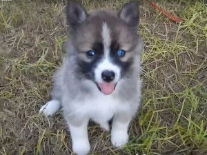 Pomsky : caractère et éducation, santé et entretien, prix...