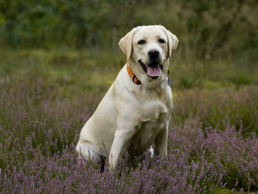 Les chiens préférés des Français