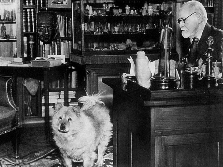Jofi, le chien thérapeute de Freud