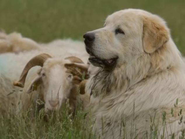 Utilisation du Patou pour la protection des troupeaux (vidéo)