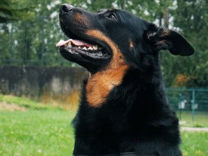 Beauceron : caractère & éducation, santé & entretien, prix...