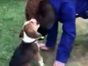 Brachet Allemand : caractère & éducation, santé & entretien, prix...