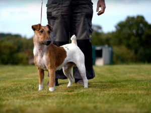 Fox Terrier à Poil Lisse : caractère & éducation, santé & entretien ...