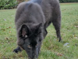 Timber Shepherd : caractère & éducation, santé & entretien, prix...