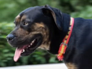 Alano Espagnol : caractère & éducation, santé & entretien, prix...