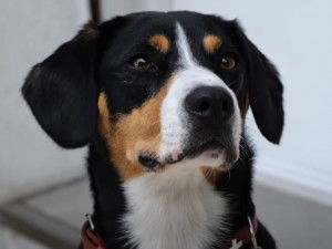 Bouvier de l'Entlebuch : caractère & éducation, santé & entretien, prix...