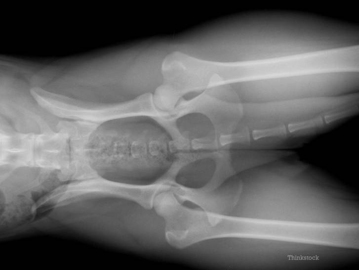 La Maladie De Legg Perthes Calv Chez Le Chien
