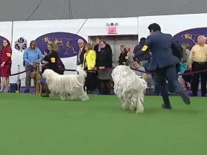 Komondor : caractère et éducation, santé et entretien, prix...