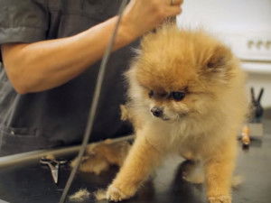 Spitz Allemand : caractère & éducation, santé & entretien, prix...