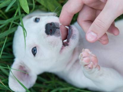 Anatomie Des Dents De Chien Les Signaux De Communication Des Chiens