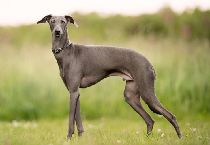 Les lévriers : races, caractère et particularités