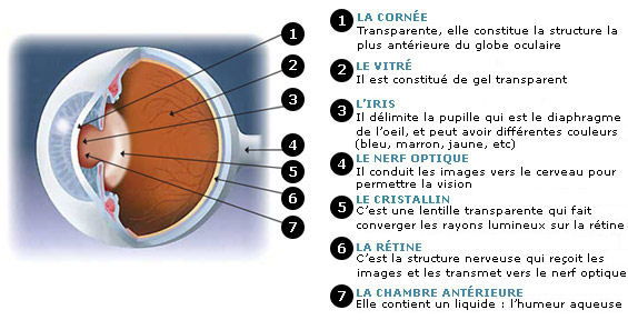 Comment voit le chien