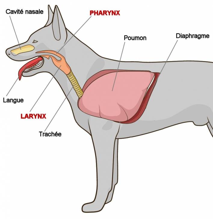 La pharyngite et la laryngite chez le chien