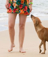 La cynophobie, ou phobie des chiens : causes et remèdes