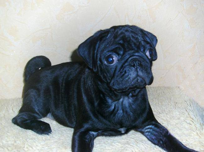 Photo Carlin noir : Carlin