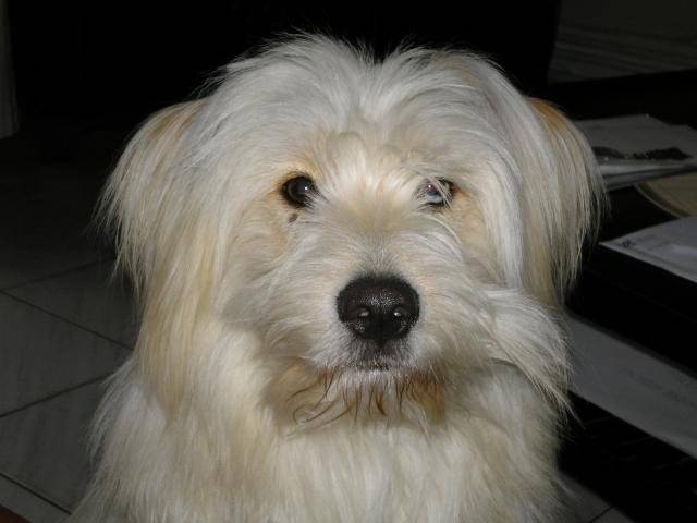 Photo Labrit CROCO : Berger des Pyrénées