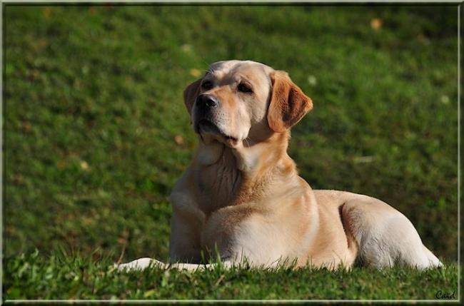Photo Caid, 3 ans et demi labrador sable : Labrador Retriever (3 ans et ...