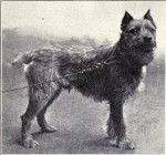 Smous des Pays-Bas : caractère et éducation, santé et entretien, prix...