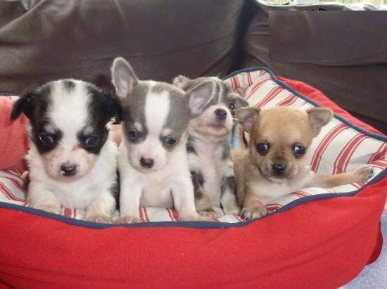 magnifique chiot Chihuahua à donner : Petite Annonce chien