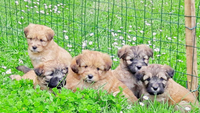 1 FEMELLE chiot Bergers des Pyrénées-Labrits : Petite Annonce chien