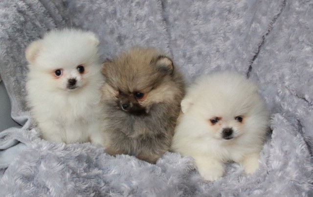 chiots spitz nain disponibles de suite : Petite Annonce chien