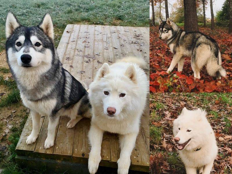 Chiots husky sibérien à reserver : Petite Annonce chien