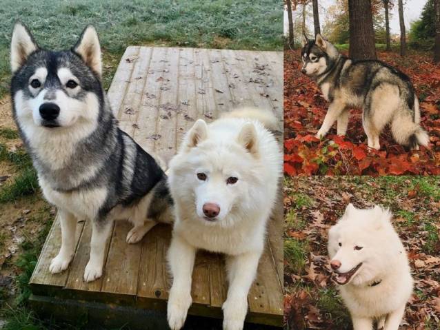Chiots husky sibérien à reserver : Petite Annonce chien