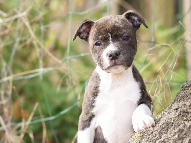 Chiot Staffordshire Bull Terrier bringé LOF à vendre : Petite Annonce chien Chiot Staffordshire Bull Terrier bringé LOF à vendre : Petite Annonce chien