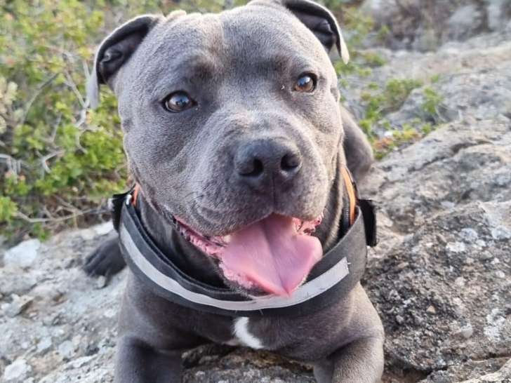 Donne Staffie M le Petite Annonce Chien Donne Staffie M le Petite Annonce Chien