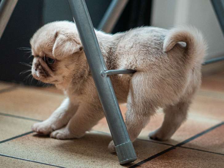 2 splendides Carlins exotiques à vendre : Petite Annonce chien