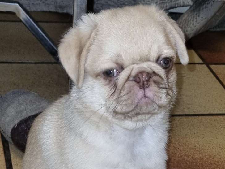 1 splendide Carlin exotique : Petite Annonce chien