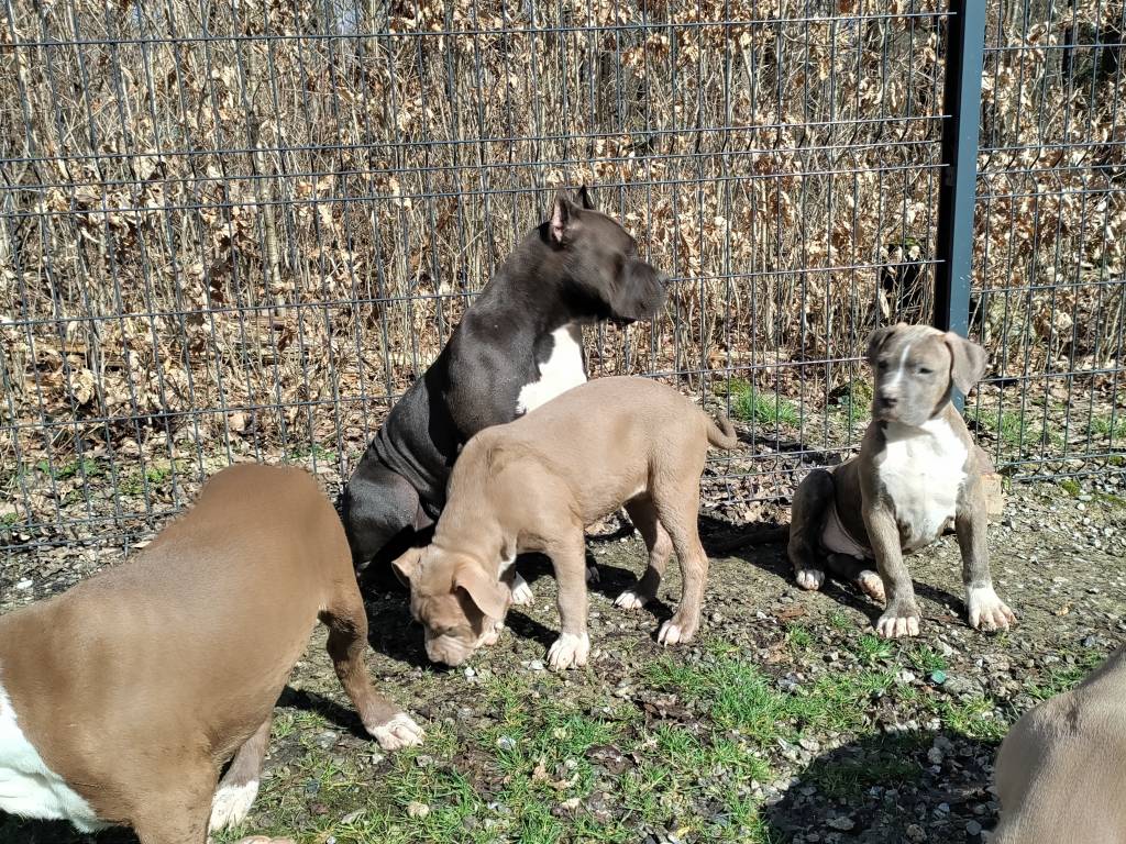 Chiots American Bully XL et XXL à vendre : Petite Annonce chien