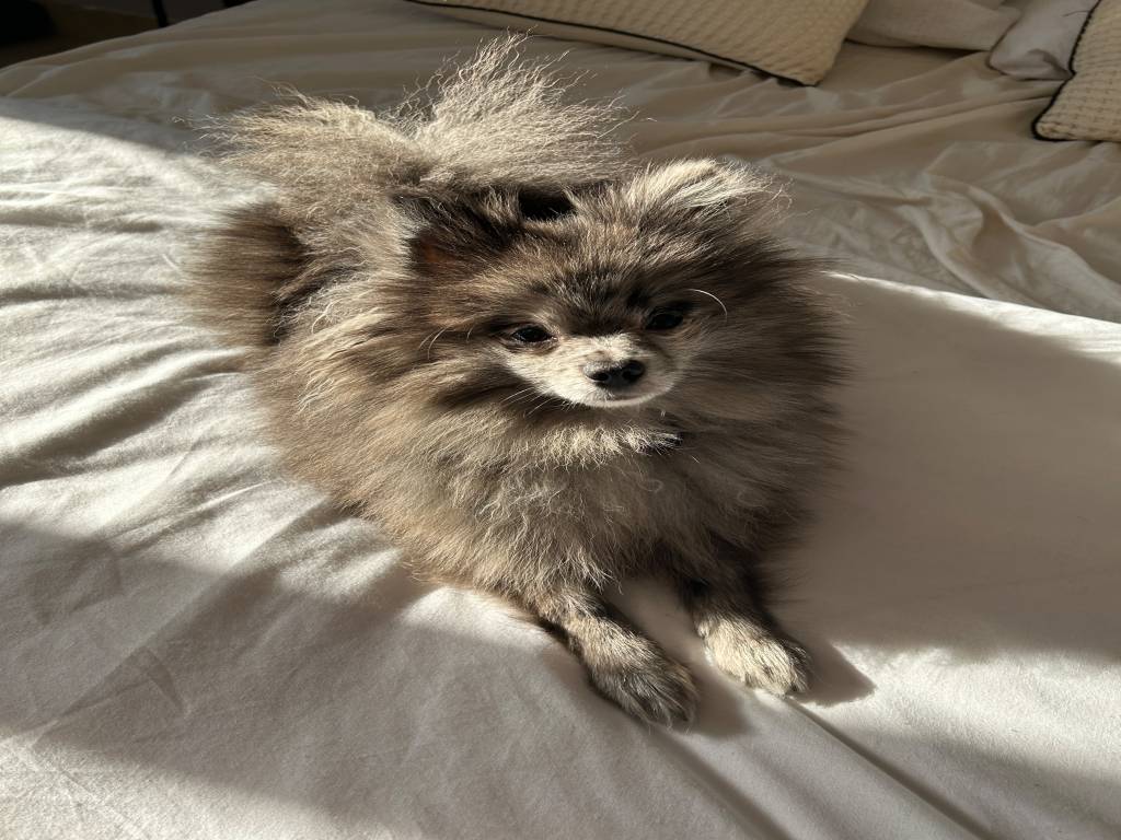 Mâle Spitz merle disponible pour saillie : Petite Annonce chien