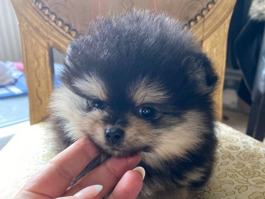 Chiots de race Loulou de Poméranie à vendre (2 femelles) : Petite ...