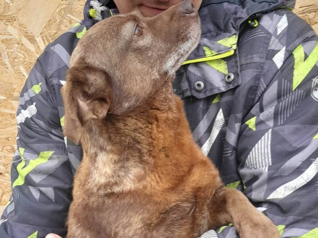 Chien À Donner Haute Vienne _ Chien À Adopter Haute Vienne – BPJN