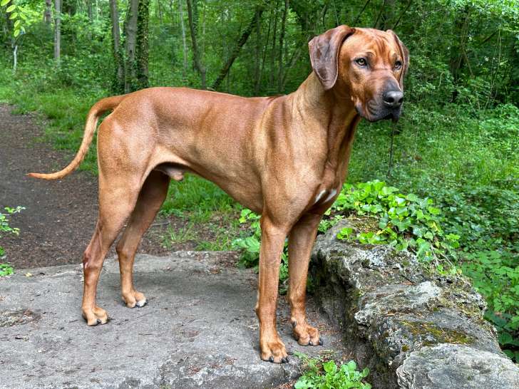 Mâle Rhodesian Ridgeback côté 4 disponible pour saillie : Petite ...