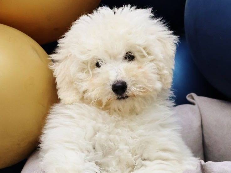 Chiots Caniches nains blancs à vendre : Petite Annonce chien