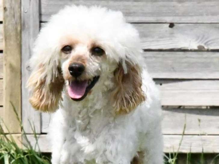 Caniche mâle adulte à vendre LOF de juin 2021 : Petite Annonce chien